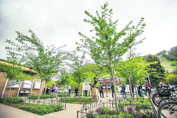 Aspen, a city named for a tree, goes big on Arbor Day | AspenTimes.com
